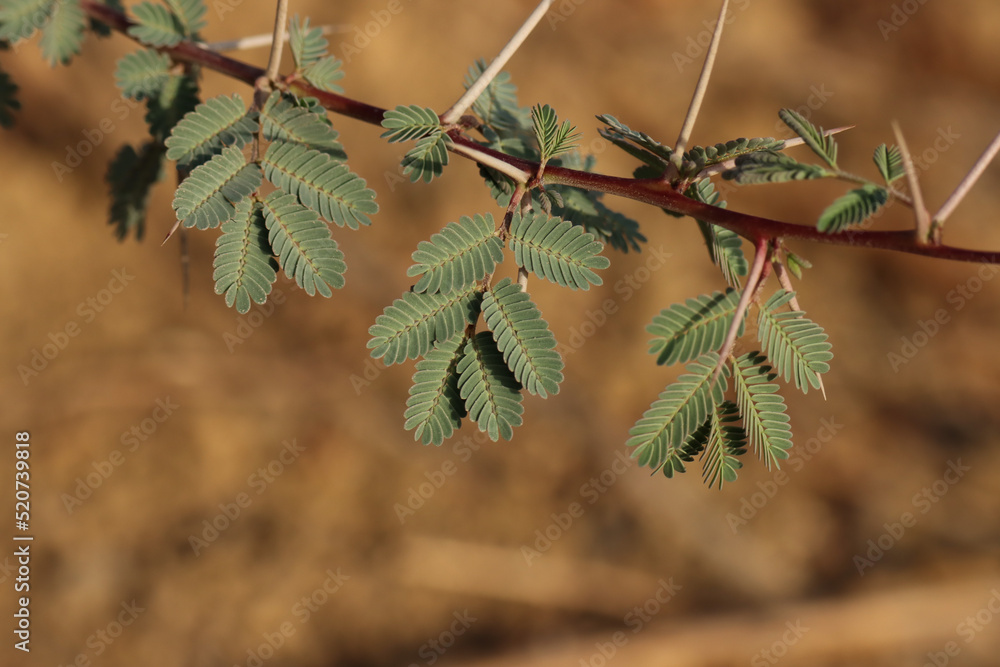 Closeup of Gum arabic tree. Babul tree. Vachellia nilotica. Thorn ...