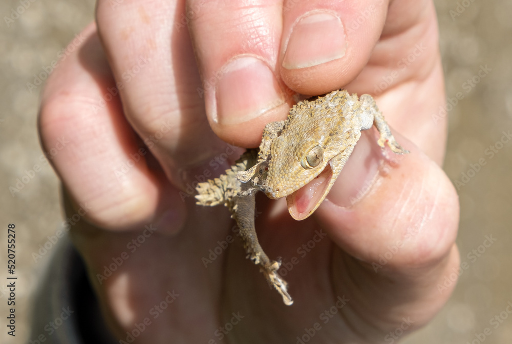 Male hand hold small lizard with a fingers. Angry lizard in a human ...