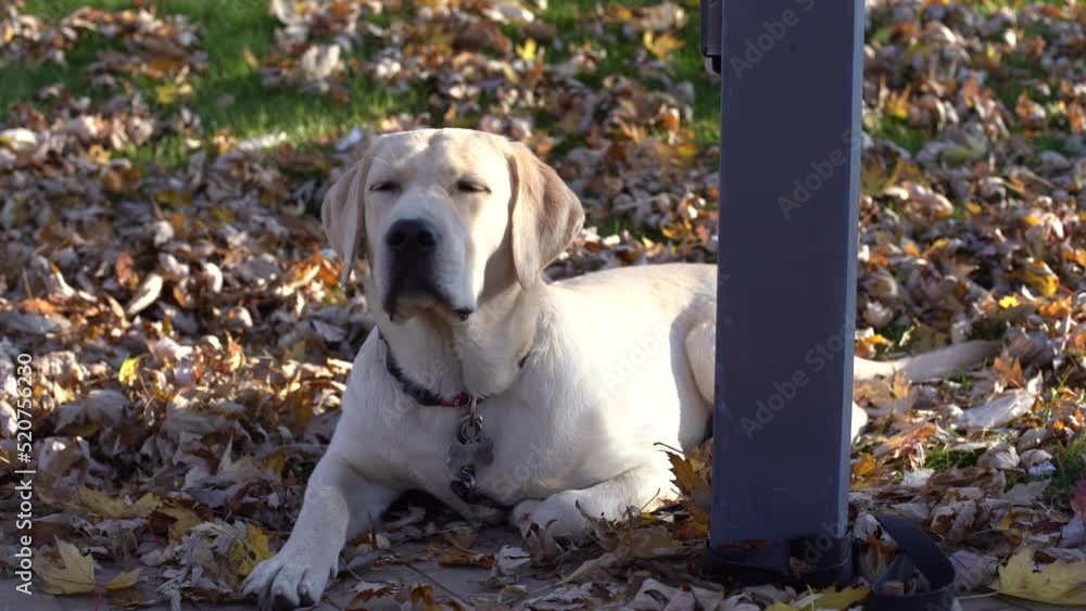 A golden labrador is sitting near a store on the street waiting for the ...
