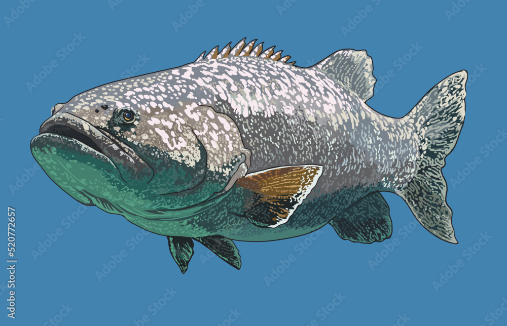 Drawing giant grouper,monster fish,art.illustration, vector Stock ...