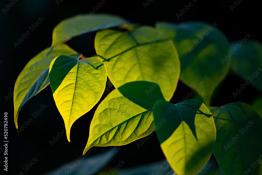 Translucent backlit green leaves of Reynoutria japonica or Fallopia ...