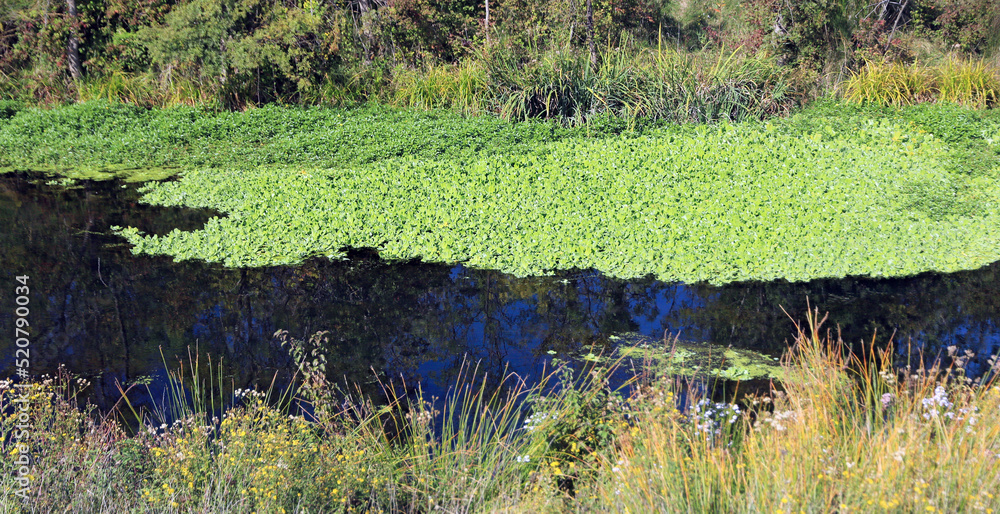 Water lettuce, Pistia stratiotes, is a floating plant of calm water ...