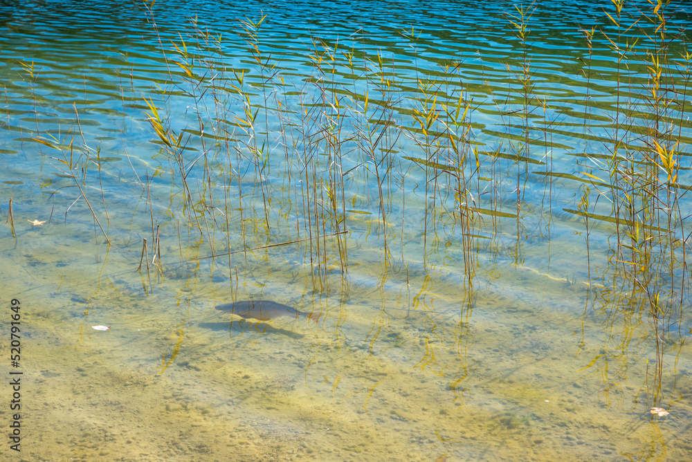 fish in shallow water of a mountain lake Stock Photo | Adobe Stock