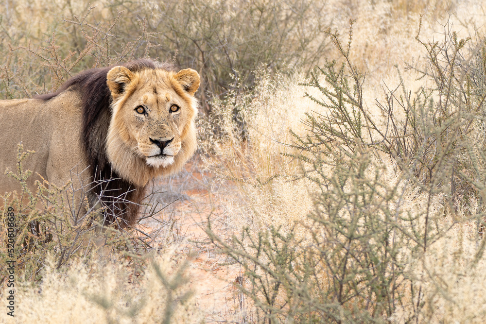 Poster, Foto Big male Kalahari lion with black mane, Panthera leo ...