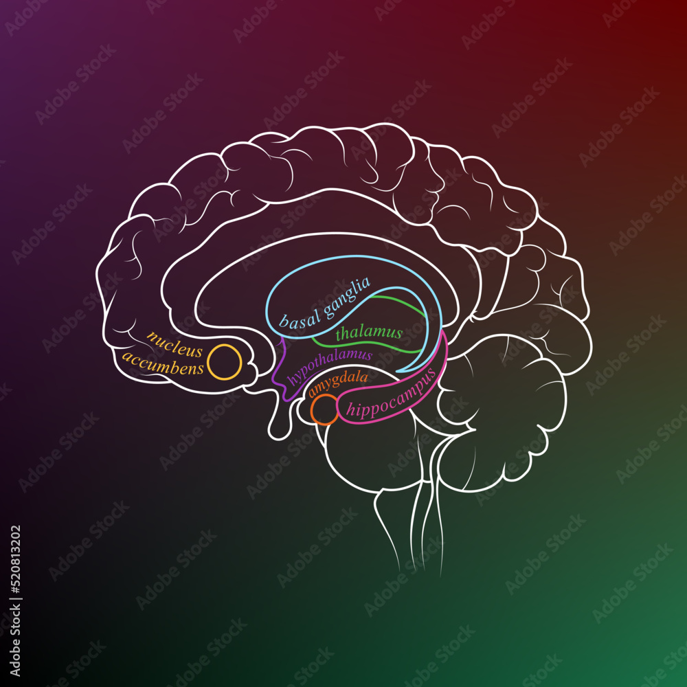 Minimal neuroscience infographic on gradient. Human brain lobes and ...