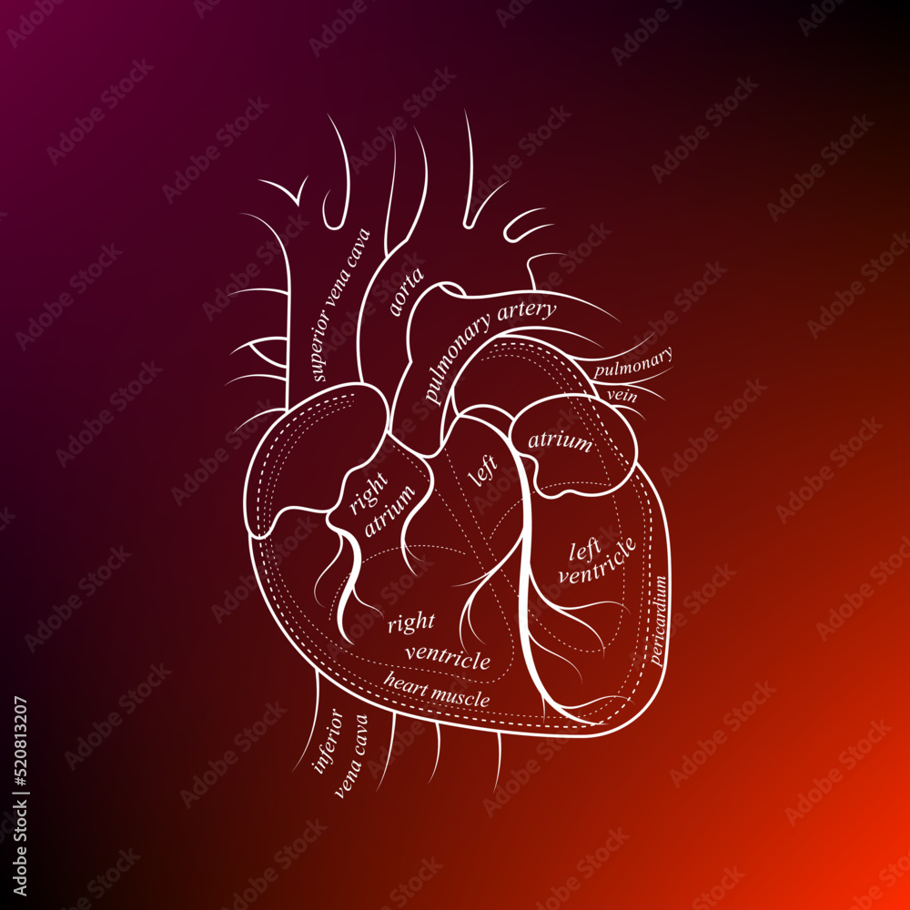 Minimal heart and cardiovascular system illustration on gradient. Human ...