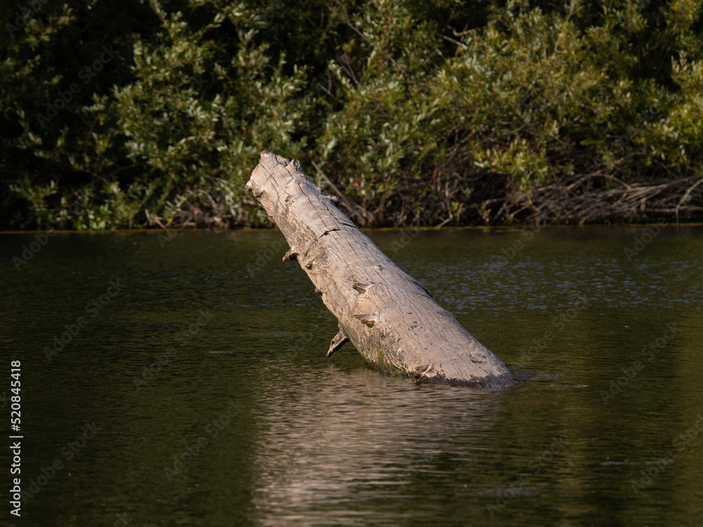 Large tree trunk sticking out of water creating a hazard Stock Photo ...