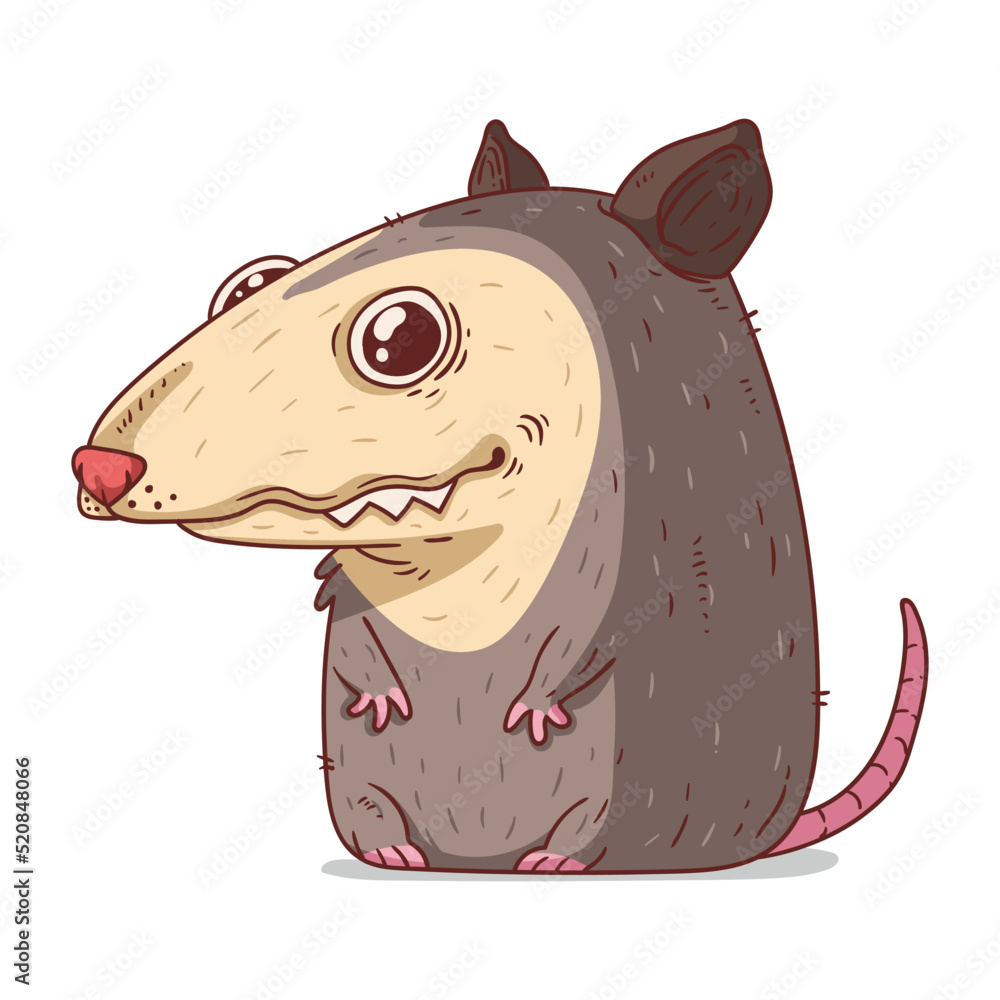 A Possum, isolated vector illustration. Funny cartoon picture for ...