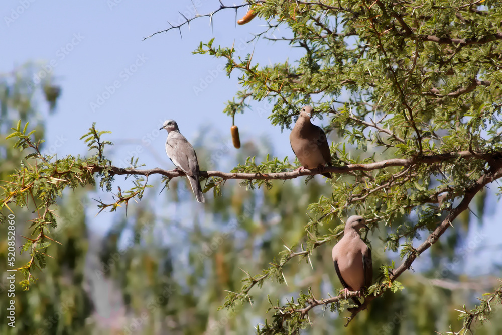 Aves de la Quebrada de Humahuaca Stock Photo | Adobe Stock