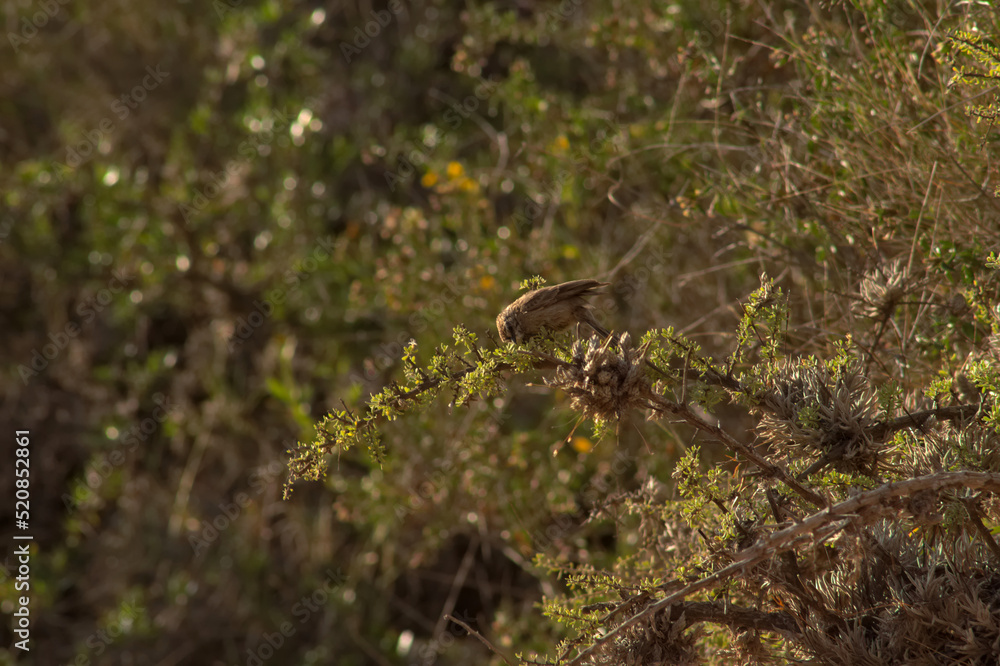Aves de la Quebrada de Humahuaca Stock Photo | Adobe Stock