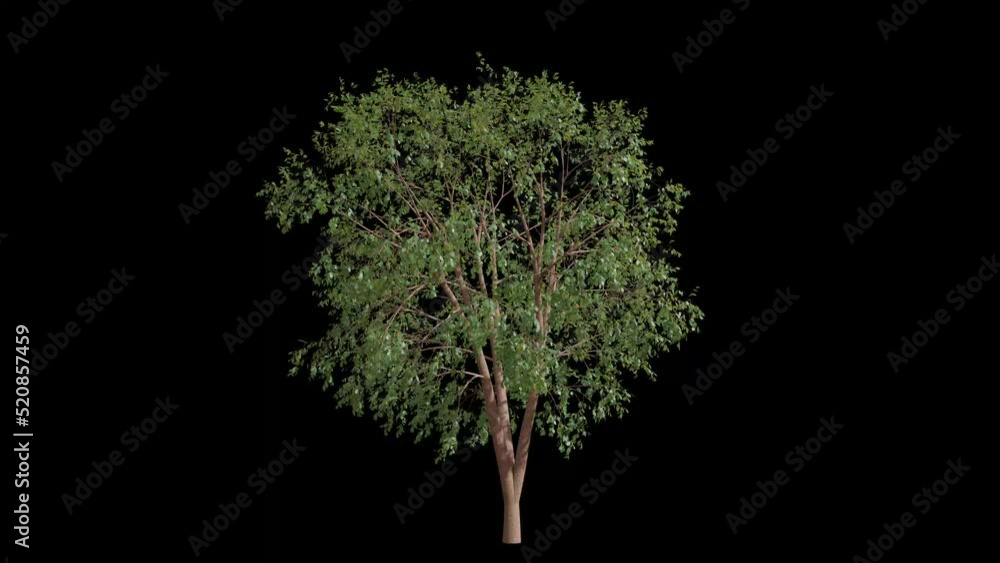 Green Tree animation, Isolated 3D realistic tree on the wind, White ...