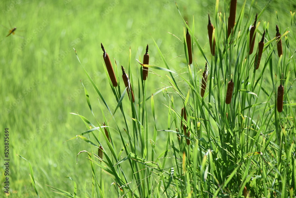 Flower of cattail.Typhaceae perennial emerging plants.It grows in ...