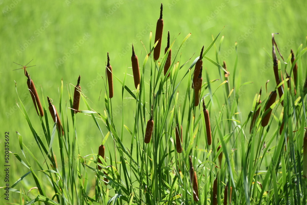 Flower of cattail.Typhaceae perennial emerging plants.It grows in ...