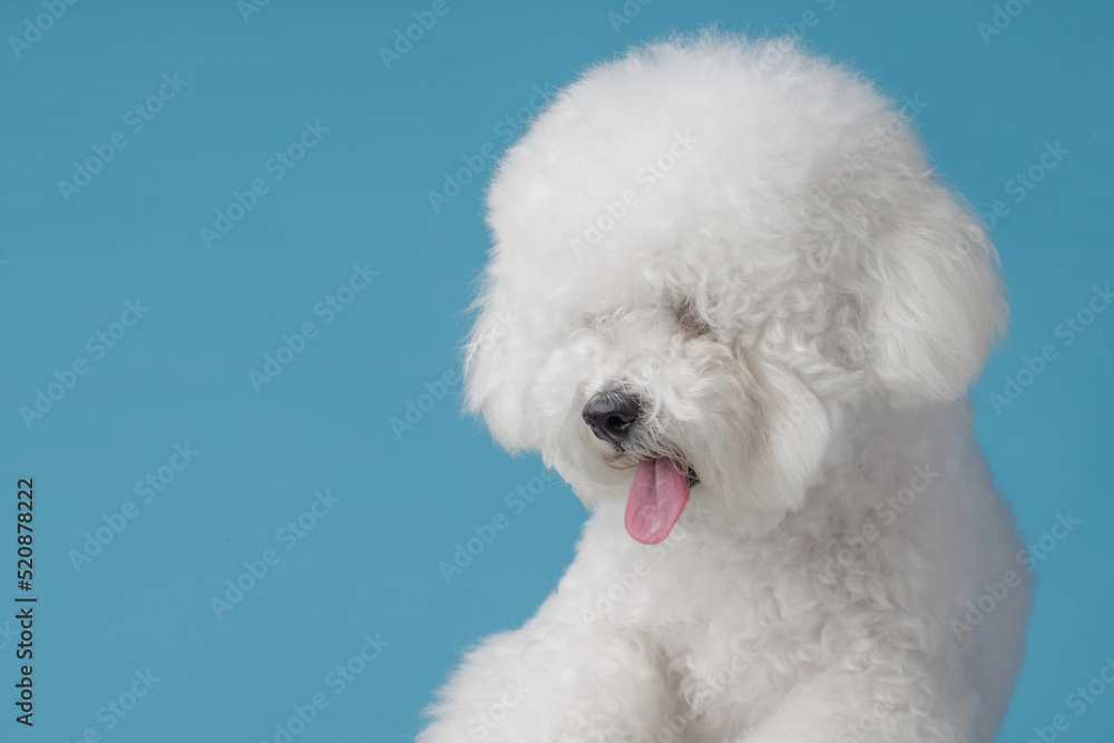 cute dog bichon frise on a flat blue background, bichon frise close-up ...