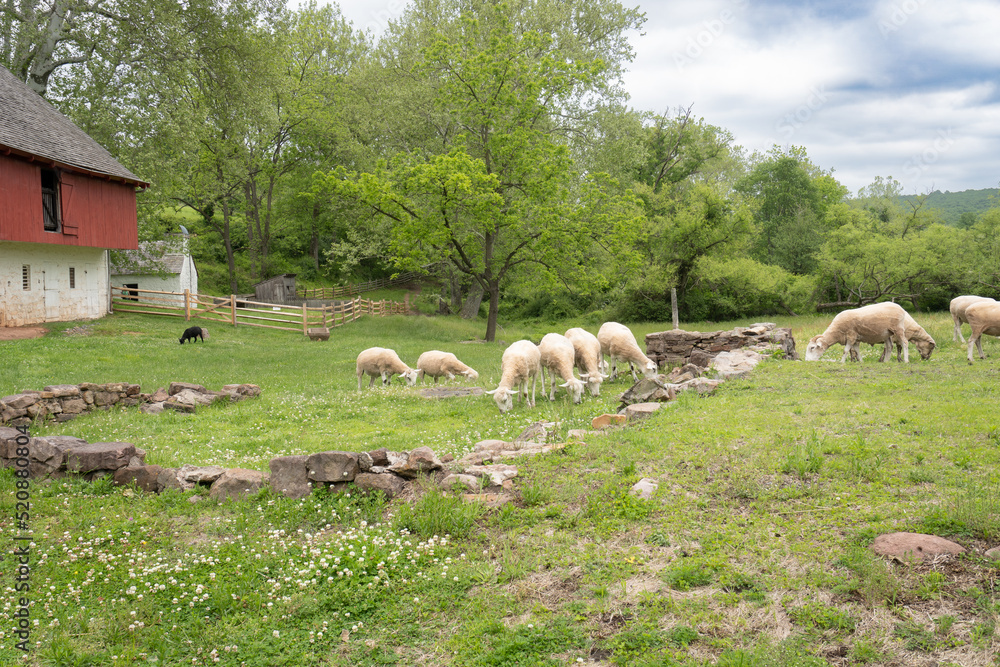 Flock of Merino sheep at Hopewell Furnace National Historic Site. The ...