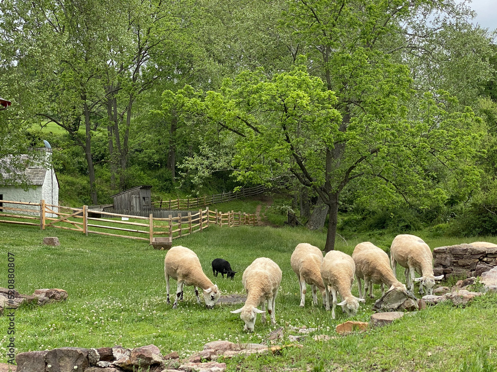 Flock of Merino sheep at Hopewell Furnace National Historic Site. The ...