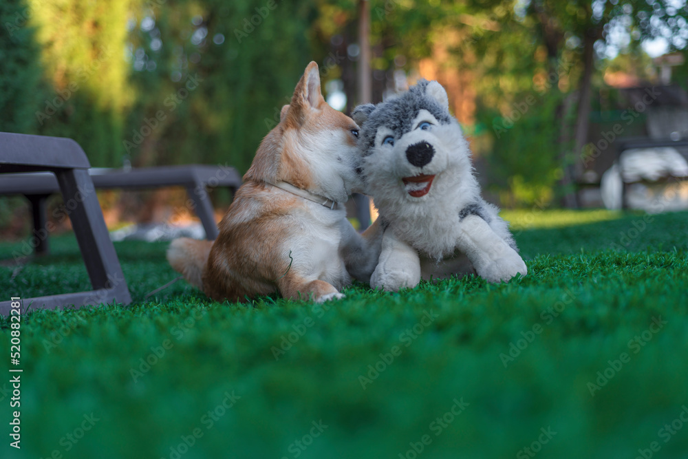 cachorro perro japones shiba inu jugando con un perro de peluche Stock ...