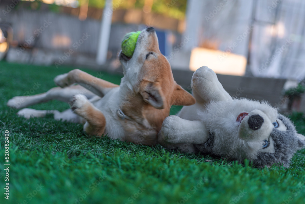 Poster cachorro perro japones shiba inu jugando con un perro de peluche ...