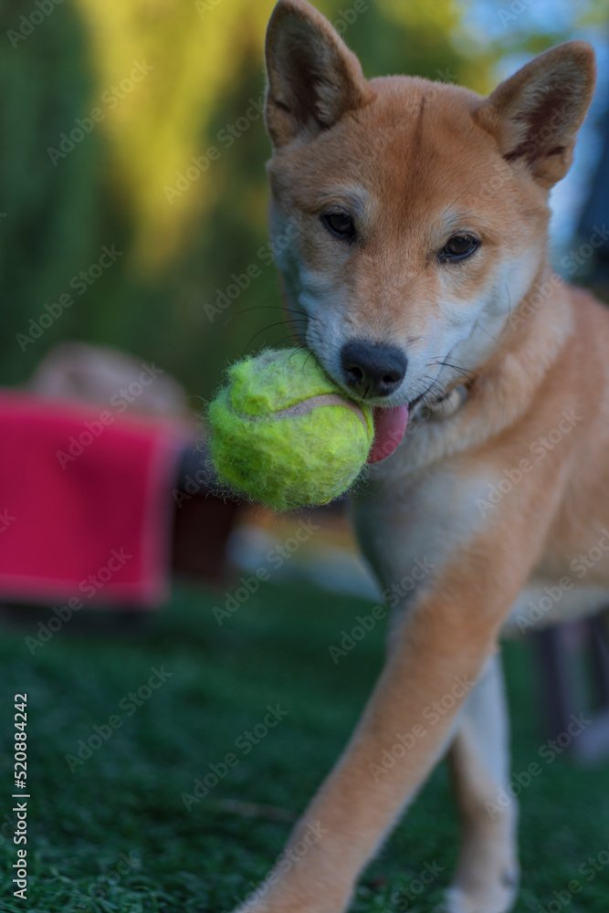cachorro perro japones shiba inu jugando con una pelota de tenis en el ...