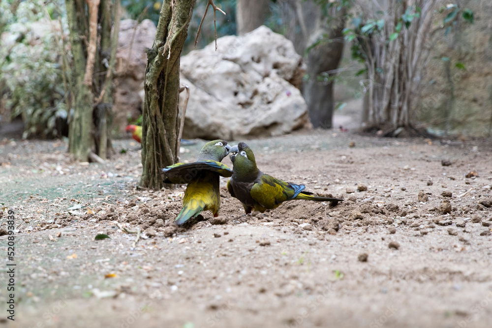 Pair of parrots EcoRegister Loro Barranquero (Cyanoliseus patagonus ...