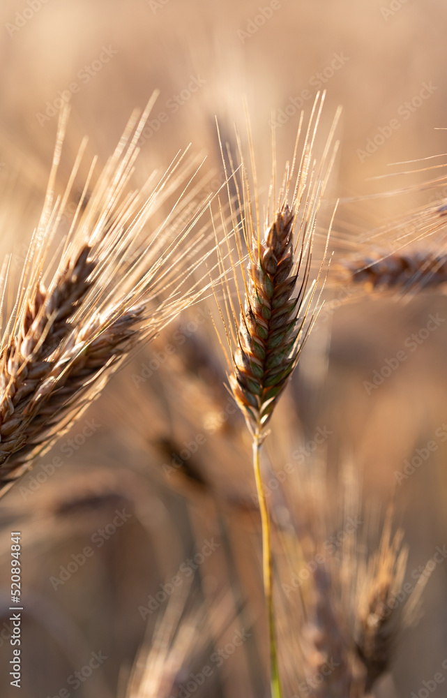 Ears of grain close-up. Golden ripening grain. Ears of rye before ...