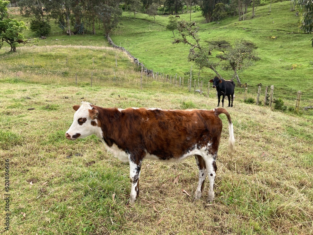 Vacas en el campo en el potrero foto de Stock | Adobe Stock