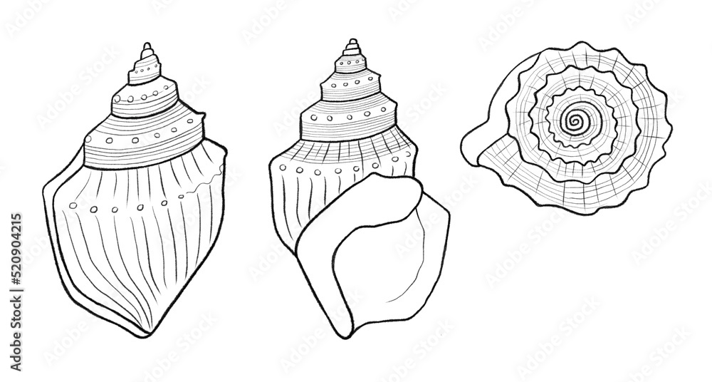 Ostrich Foot Conch Seashell, Family Struthiolariidae, Takai (Maori name ...