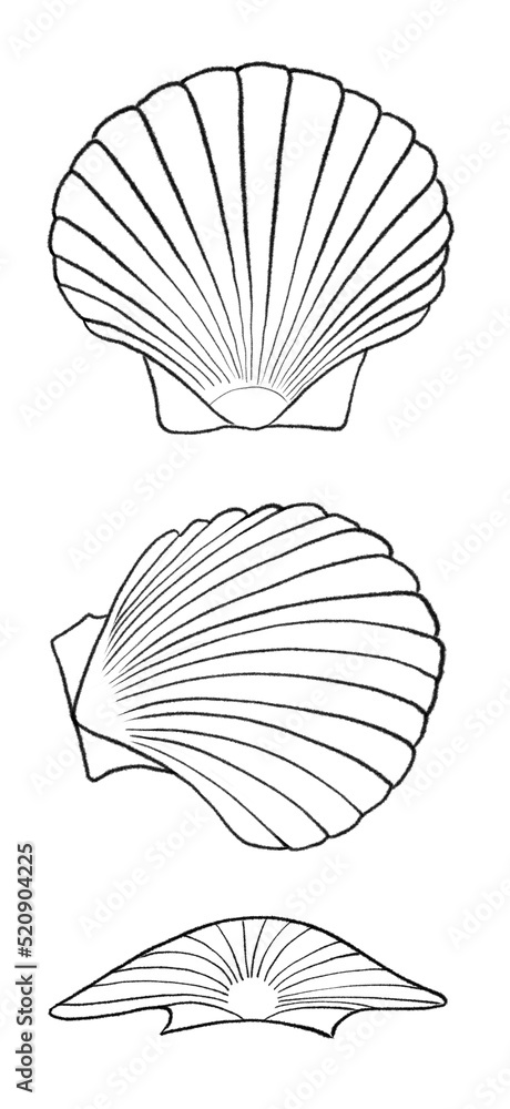 Curved Scallop Seashell, Queen Scallop, Pecten Bovaezelandiae ...