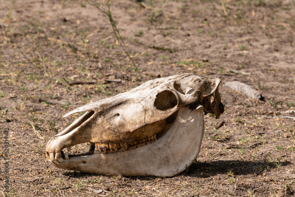 Old horse skull lying pn the ground in Letea Forest, Romania, the ...