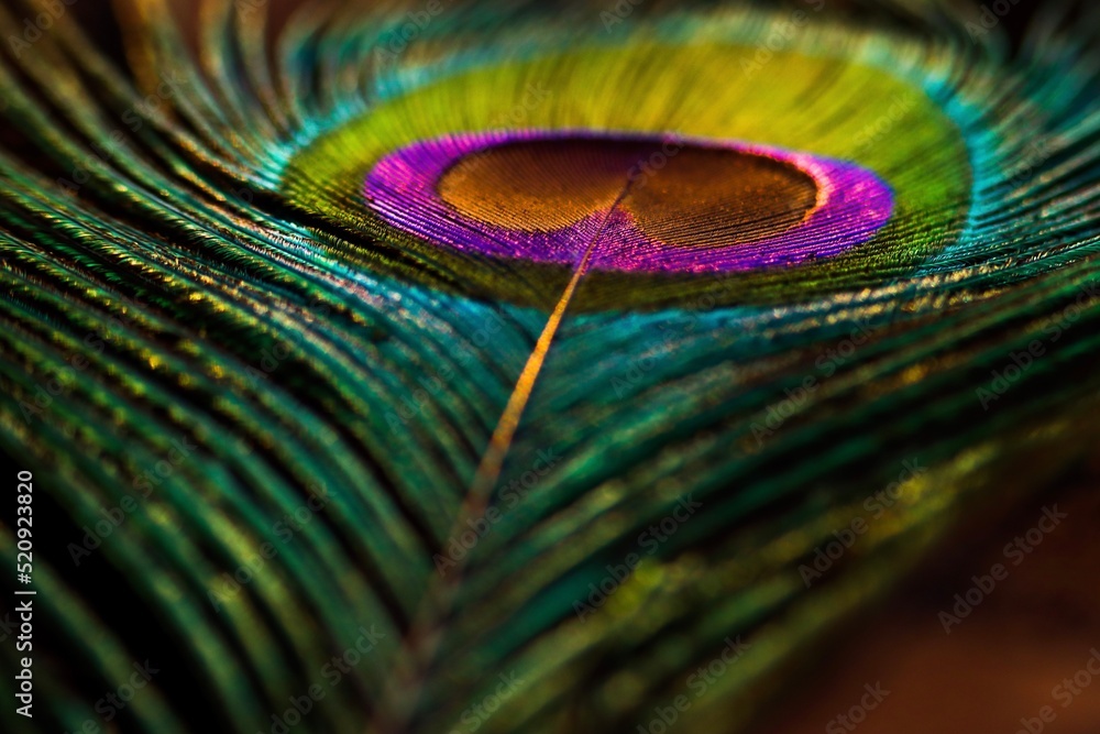 Beautiful, shiny, bright, peacock feather closeup. Single feather ...