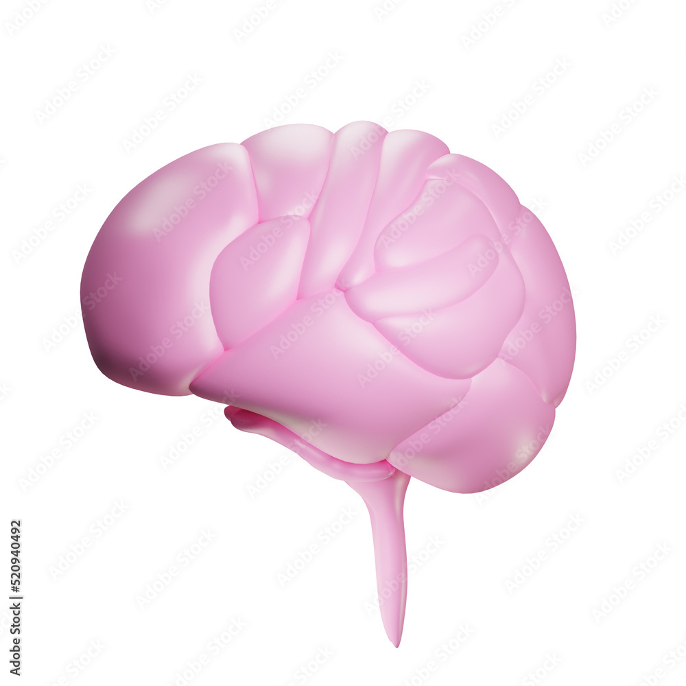 Human brain anatomy side view Stock Illustration | Adobe Stock