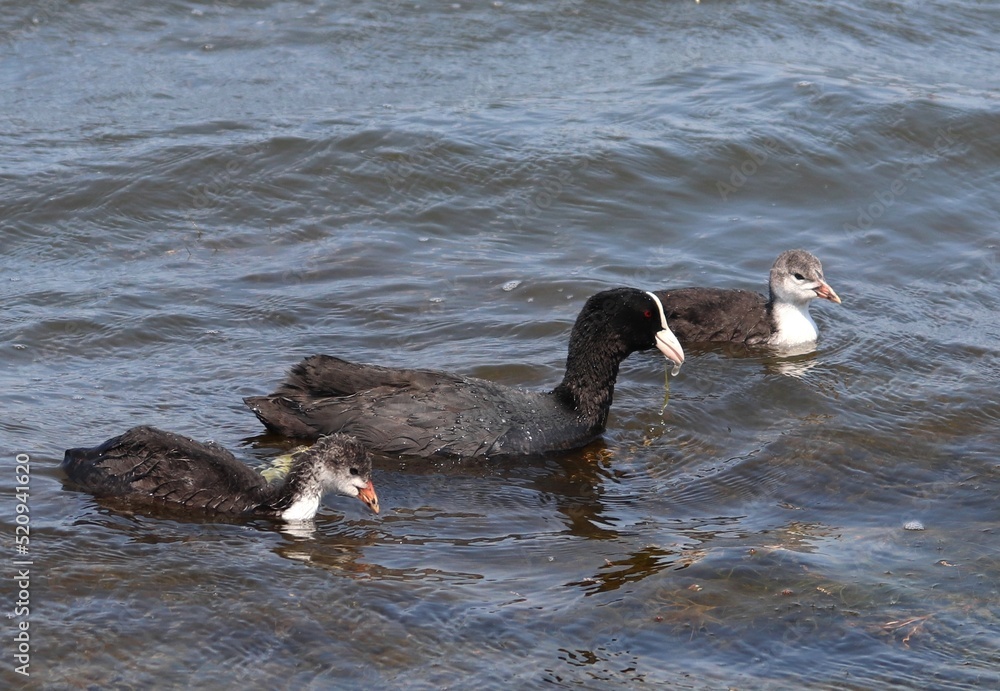 Adult Eurasian coot (Fulica atra) with its ducklings swimming and ...