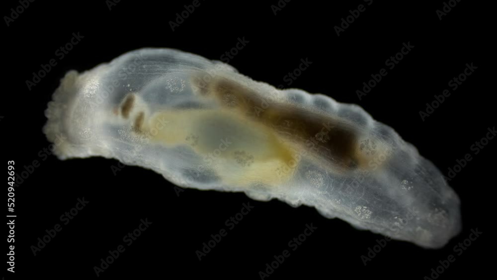 Sea cucumber Chirodota under a microscope, class Holothuroidea, order ...