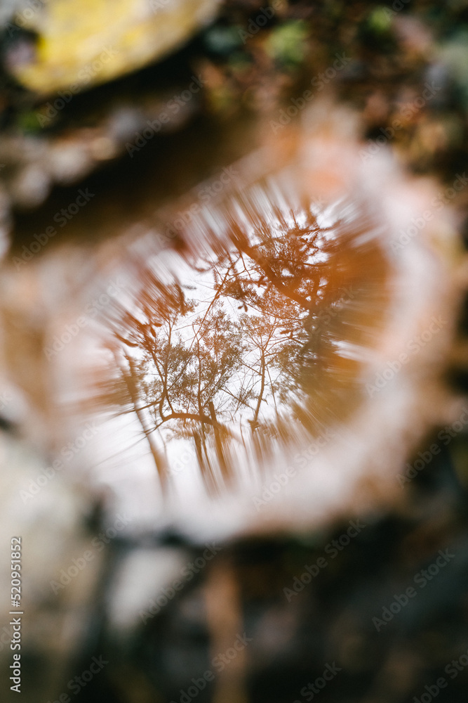 Psychedelic closeup of refraction of fractal patterns in wet leaf ...