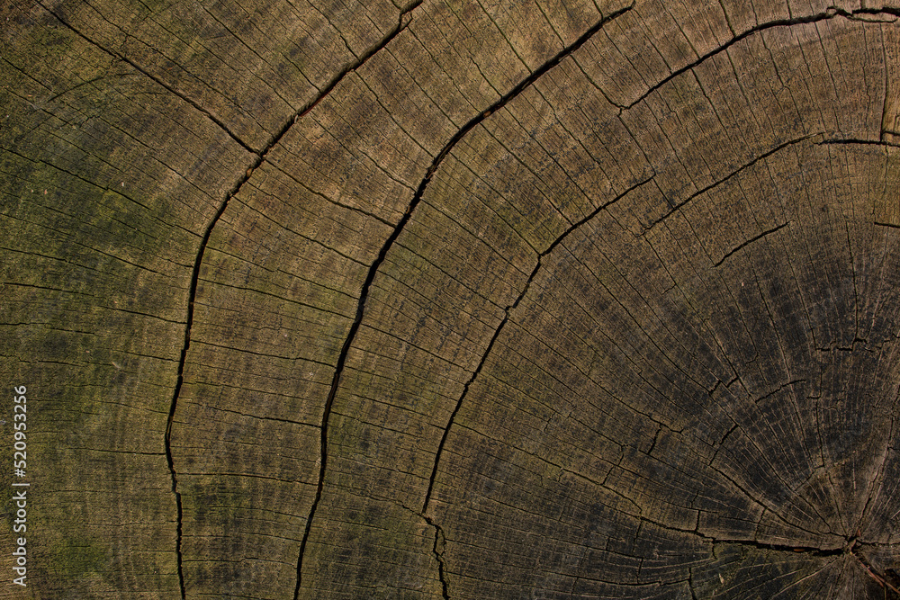 Closeup of surface structure of a wooden cross-section cut of rich oak ...