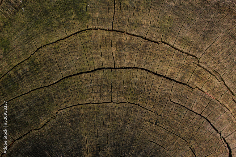Closeup of surface structure of a wooden cross-section cut of rich oak ...