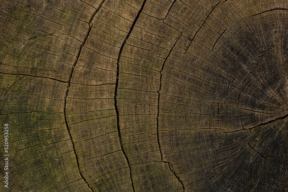 Closeup of surface structure of a wooden cross-section cut of rich oak ...