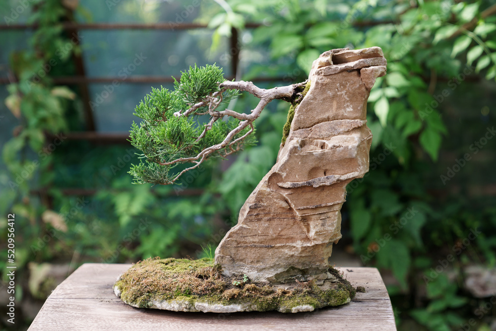 Traditional Japanese bonsai cypress tree with crooked trunk on a rock ...