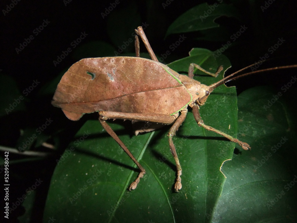 Katydid (family Tettigoniidae) mimicking a dead leaf isolated on a ...