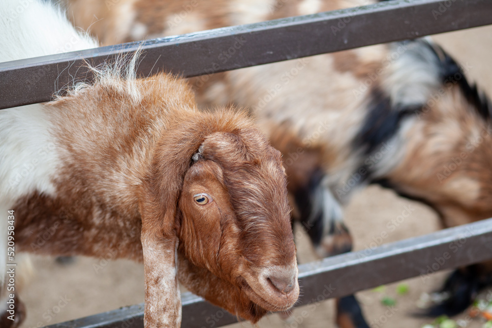 A brown goat with long ears looks over the fence and people feed it ...