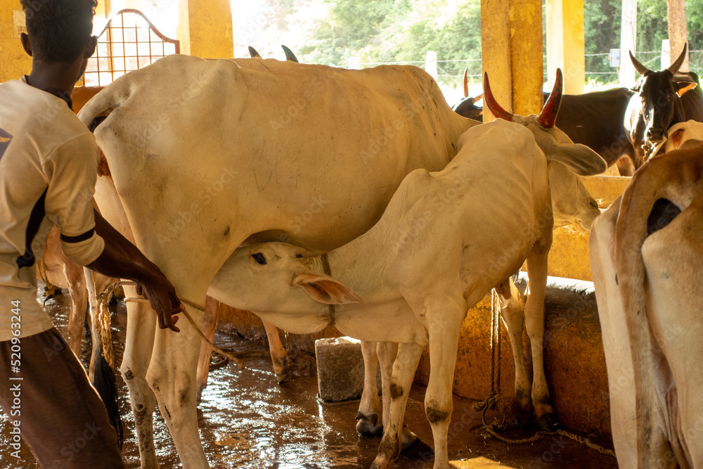 Bangalore, India 14th July 2022: Goshala, Gaushalas, or Goshalas are ...