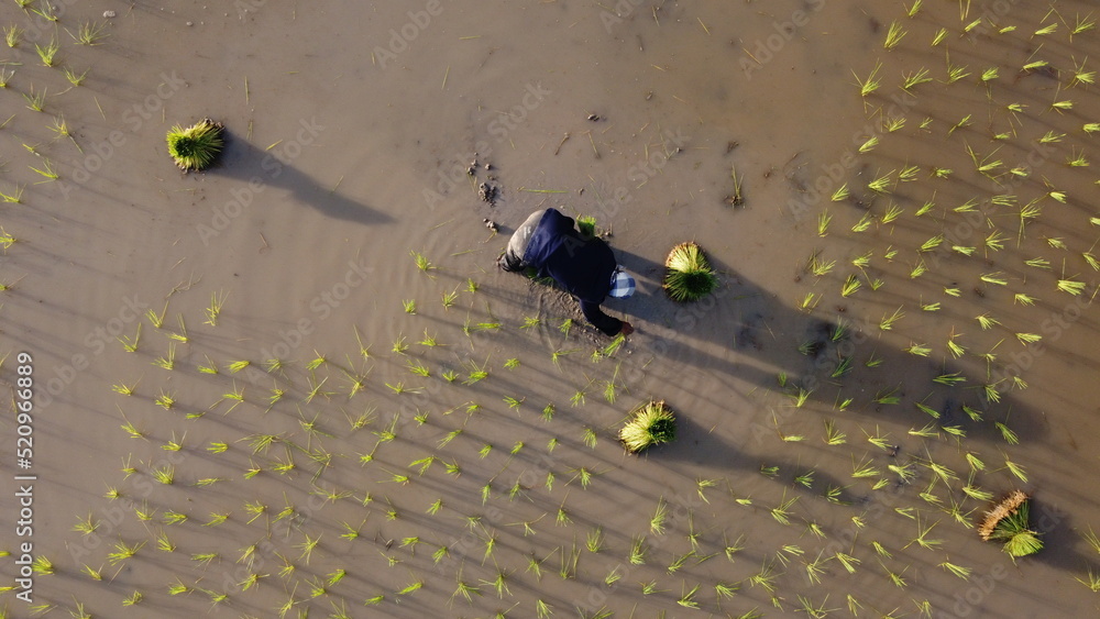 Traditional Method of Rice Planting.Rice farmers divide young rice ...