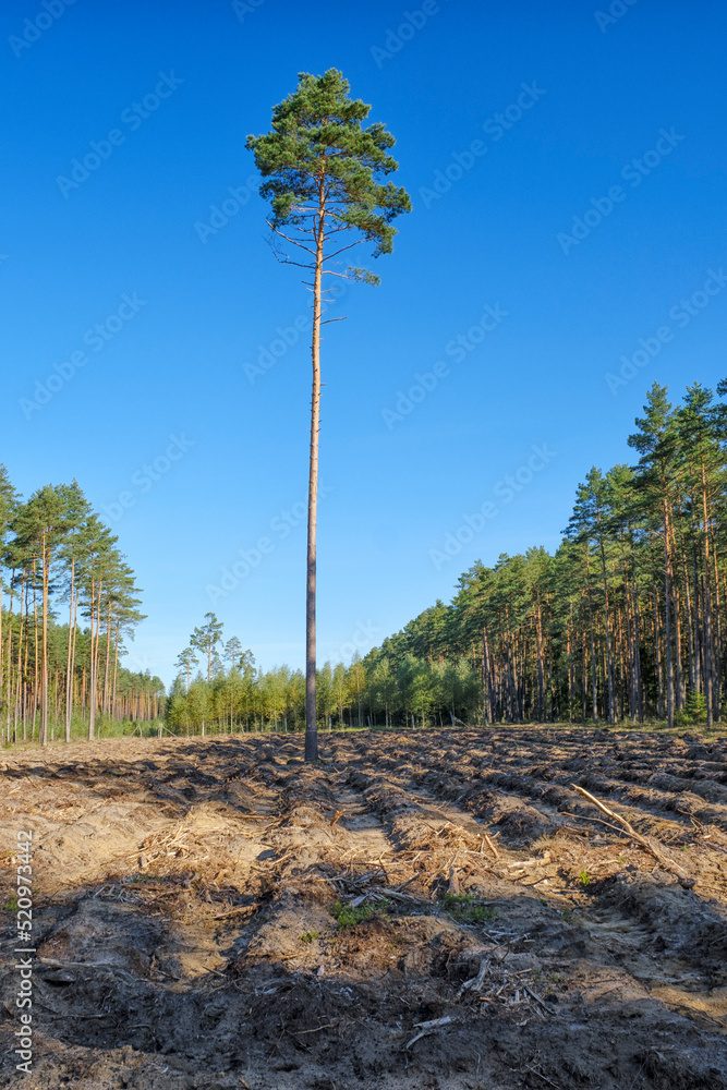 las, Polska, Mazury, lato, wakacje, drzewa, puszcza, wycinka drzew foto ...