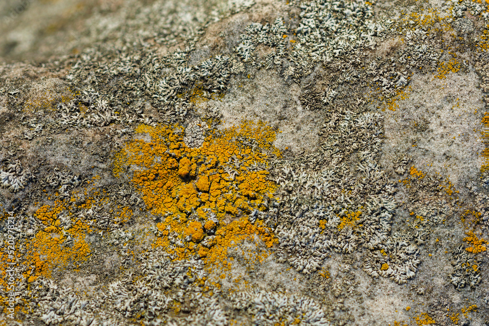 Lichen on quartzite sandstone surface. A pioneer lichen in Bare Rock ...