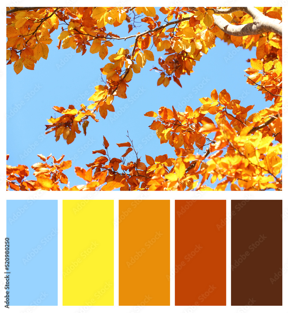 Color palette appropriate to photo of beautiful trees with autumn ...
