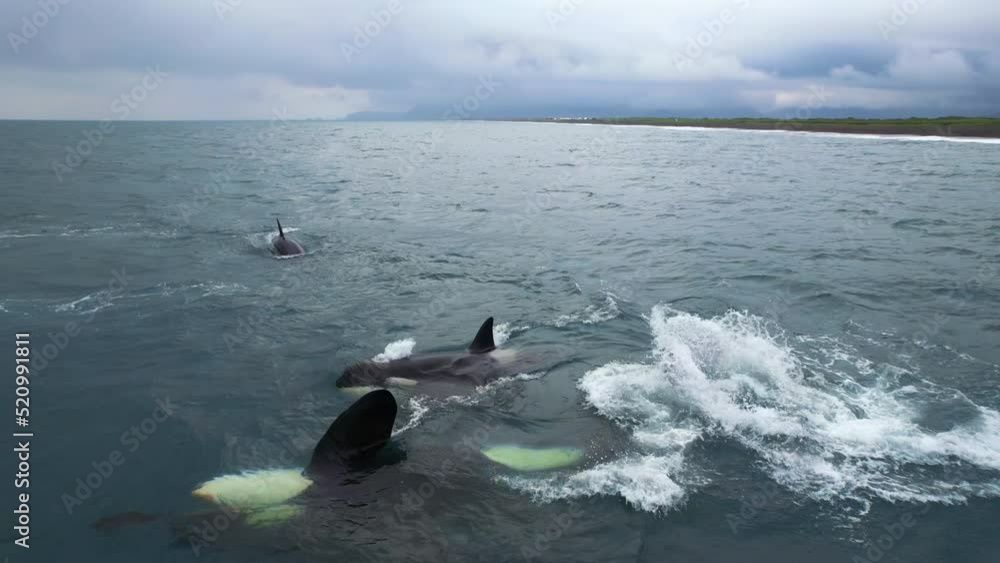 Orca strong attack porpoise, Family killer whales hunts small baby ...