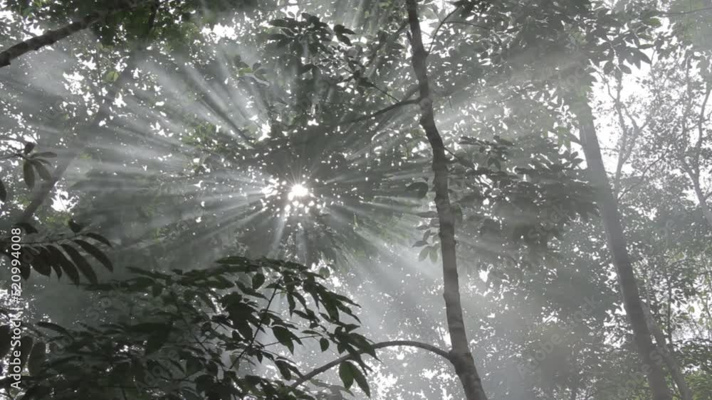 Sun rays through the forest. Bright sun lens flare effect and sun light ...