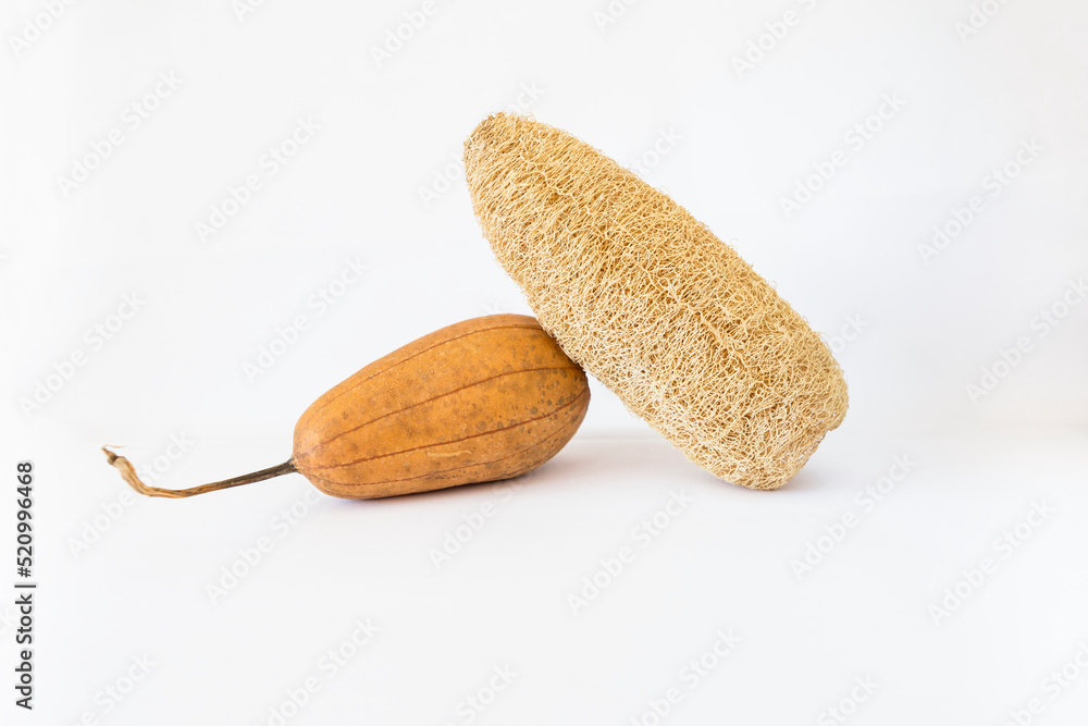 Dry luffa, luffa sponge on white background, Dry luffa cylindrica ...