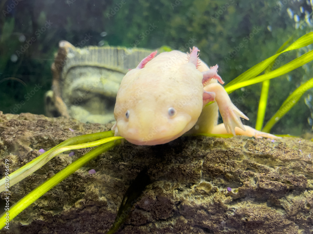 Underwater Axolotl portrait in an aquarium. Ambystoma mexicanum ...