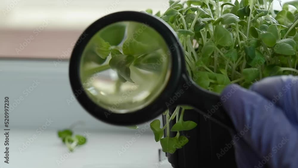Medical scientist inspecting microgreens, wearing protective unform ...
